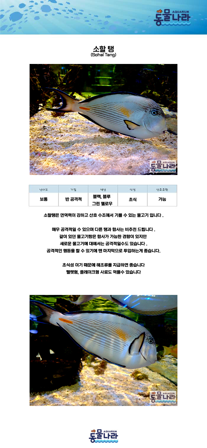 [소할 탱 Sohal Tang 8~15cm]